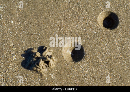 Lug Worm Arenicola marina casts in tidal sand and mud Stock Photo - Alamy
