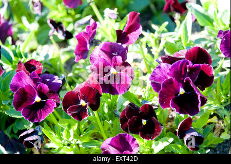 Violas or Pansies Closeup in a Garden different colors Stock Photo - Alamy