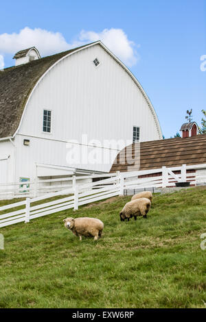 Coopworth and Romney Southdown crossbreed sheep at Kelsey Creek Farm in ...