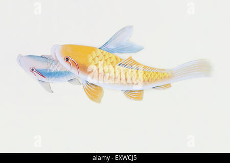 Traditional Chinese Painting, Koi Carp, Lotus Stock Photo - Alamy