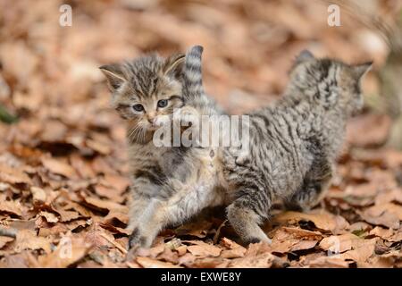 Two European wildcat kittens in Bavarian Forest National Park, Germany ...