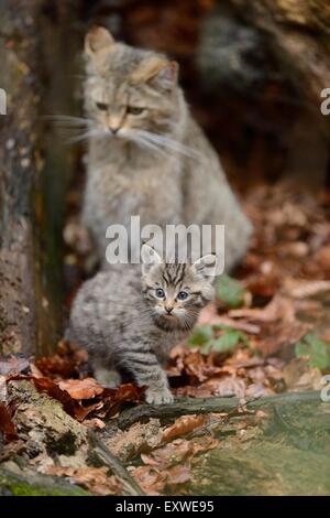 European wildcat (Felis silvestris silvestris), mother with young ...