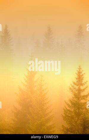 Vertical shot of the trees and fern plants captured in a tropical ...