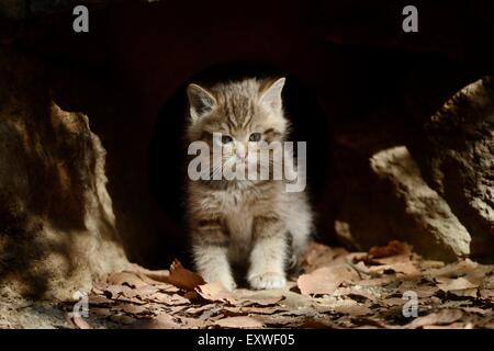 European wildcat kitten in Bavarian Forest National Park, Germany Stock ...