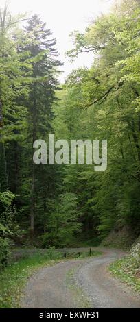 A vertical shot of a path in the forest with thin trees in autumn Stock ...