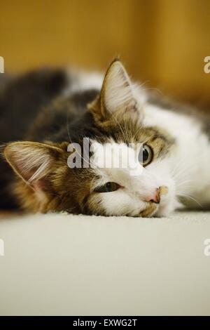 A vertical shot of a cat lying on a bed wit red coveer Stock Photo - Alamy