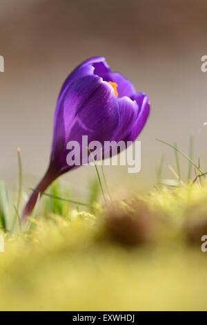 Selective focus shot of crocus vernus flowers growing in South Tyrol ...