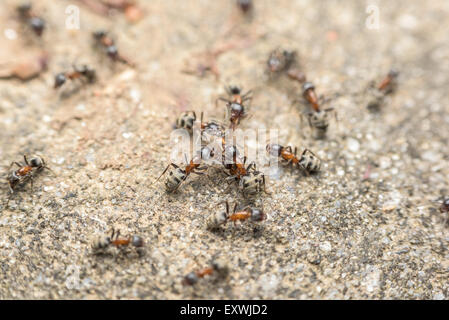 Swarm of ants Stock Photo - Alamy