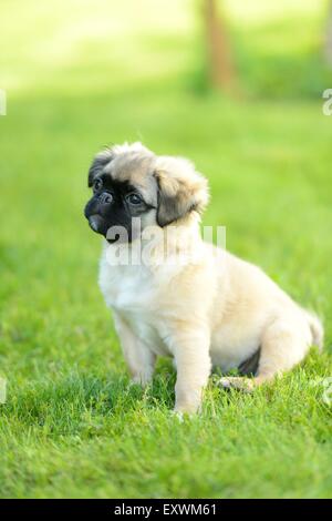 Vertical shot of a cute pug dog in a park Stock Photo - Alamy