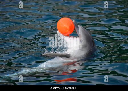 Common bottlenose dolphin playing with ball in water Stock Photo - Alamy