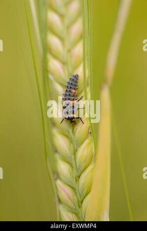 Ladybird Caterpillar (Larva Stock Photo - Alamy