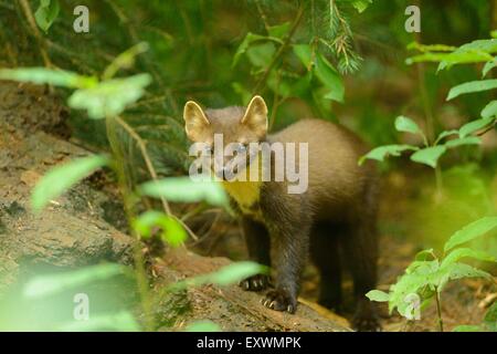 European Pine Marten (Martes martes), youngster on alder branch in ...