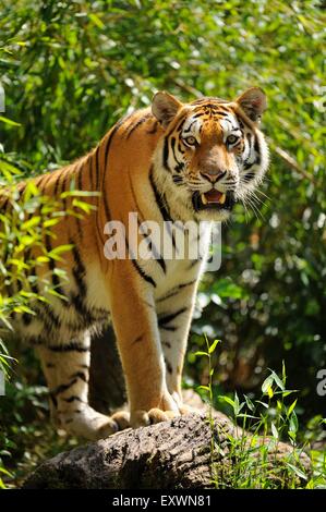 Siberian tiger, Bavaria, Germany Stock Photo - Alamy