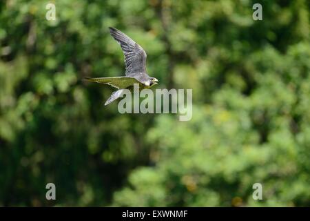 Selective focus shot of a falcon flying high in nature Stock Photo - Alamy