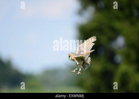 Barn Owl, flying, side view, wings down Stock Photo - Alamy