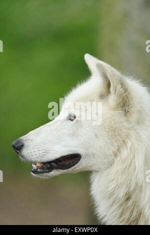 A close-up of an Arctic Wolf Stock Photo - Alamy