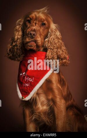 Cocker Spaniel with head scarf sitting on a bench in a mustard field ...