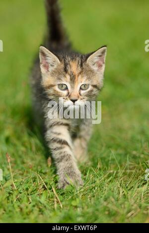 domestic cat - tabby kitten creeping - cut out Stock Photo - Alamy