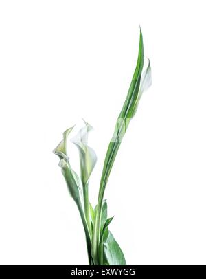 Three Colors Calla Lilies Stock Photo - Alamy