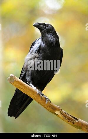 Common Raven Perching on Branch Continuous Line Drawing Stock Photo - Alamy