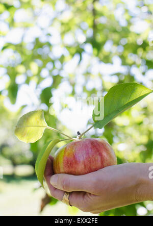 Hand holding a fresh red apple on a wood Stock Photo - Alamy