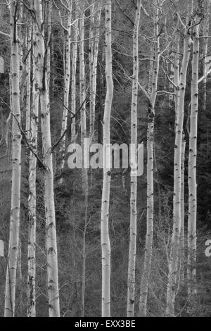 Birch Tree Sapling Stock Photo - Alamy