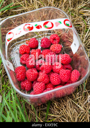 punnet of raspberries Stock Photo - Alamy