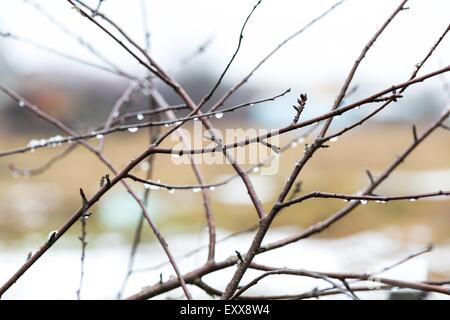 An isolated leafless withered tree in the field on the background of ...