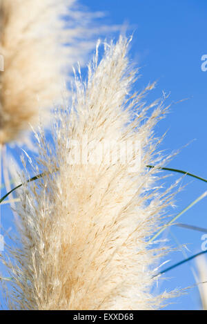Pampas seed-head close up against rural background Stock Photo - Alamy