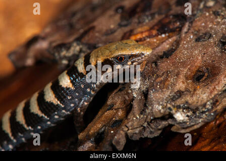 Madrean Alligator Lizard Elgaria kingii nobilis Santa Catalina ...