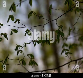 Lush forest in springtime. A photo of forest beauty in springtime Stock ...