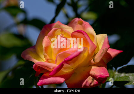 Rosa ‘Masquerade’ (climbing rose) rose Masquerade – semi-double deep ...