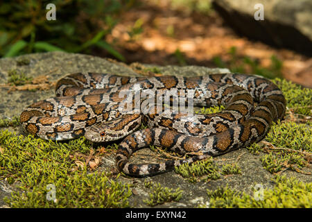 Eastern Milk Snake Stock Photo - Alamy