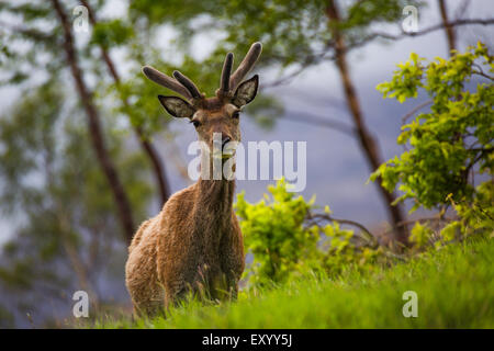 Red Deer near Torridon, Scotland Stock Photo - Alamy