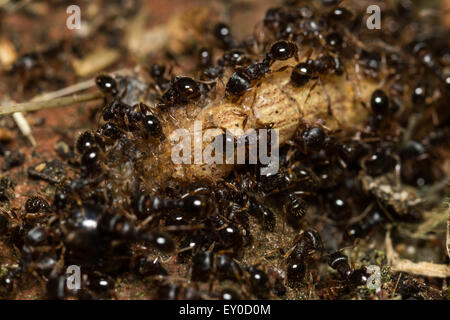 Group of small black ants eating sugar bar on the leafs with selective ...