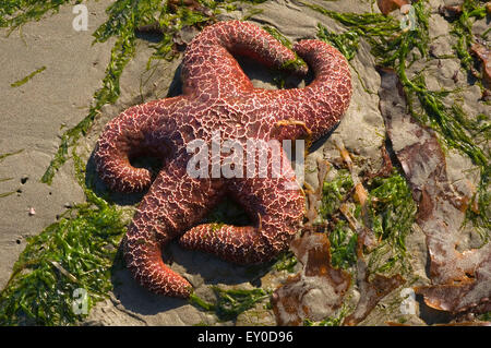 Tidepool starfish, Shipwreck Point Natural Area Preserve, Washington ...