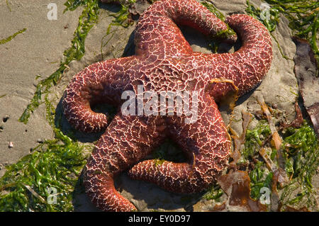 Tidepool starfish, Shipwreck Point Natural Area Preserve, Washington ...