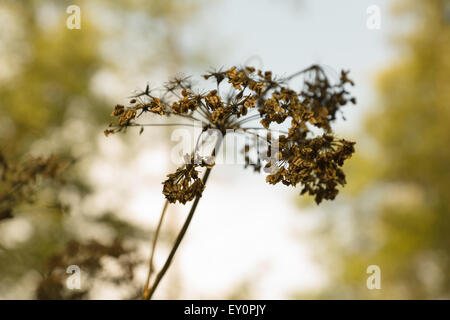 the withering plant reaches for the sun against the autumn sky Stock ...