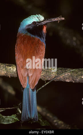 BLUE-HEADED BEE-EATER (Merops muelleri) adult male with insect food ...