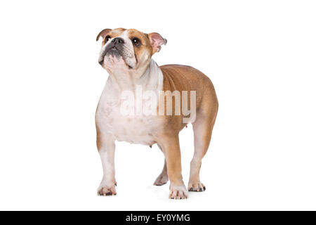 English bulldog standing in front of white background, profile Stock ...