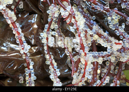 Pacific Herring ( Clupea pallasii ) eggs spawned on seaweed sitting on ...