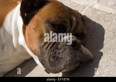 sleeping dog enjoying the sun Stock Photo - Alamy