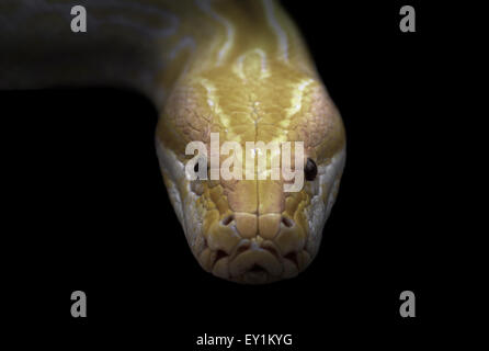 Close up of a head albino python snake on white background Stock Photo ...