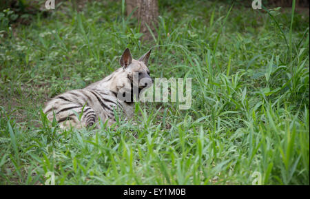 striped hyena, the african wildlife Stock Photo - Alamy