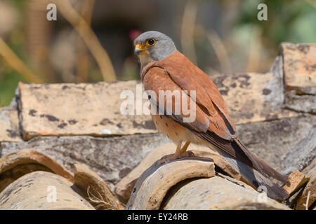 Lesser Kestrel, adult male Stock Photo - Alamy