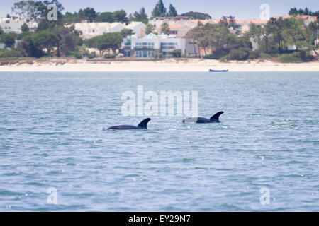 Dolphins in Setúbal, Lisbon, Portugal Stock Photo - Alamy