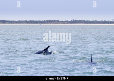 Dolphins in Setúbal, Lisbon, Portugal Stock Photo - Alamy