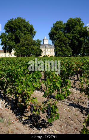 Vineyard at the rural fields of Bordeaux, France Stock Photo - Alamy