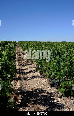 Vineyard at the rural fields of Bordeaux, France Stock Photo - Alamy