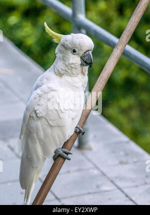 A Sulphur-crested Cockatoo roosting on a tree branch Stock Photo - Alamy